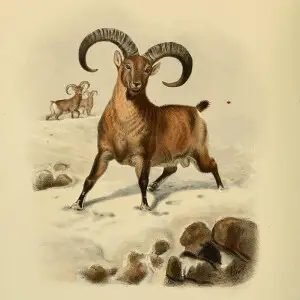 East Caucasian tur - Facts, Diet, Habitat & Pictures on Animalia.bio