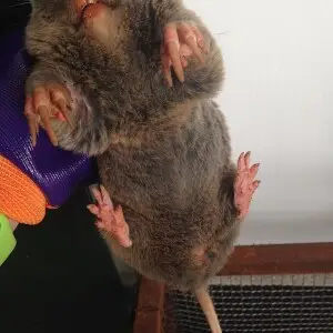 Chinese zokor - Facts, Diet, Habitat & Pictures on Animalia.bio