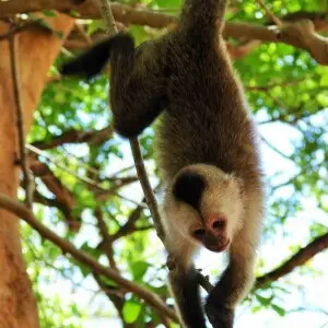 Wedge-capped capuchin - Facts, Diet, Habitat & Pictures on Animalia.bio