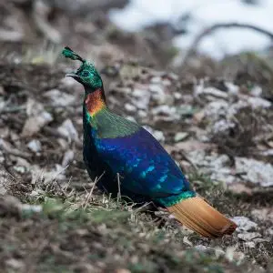 Himalayan Monal - Facts, Diet, Habitat & Pictures on Animalia.bio