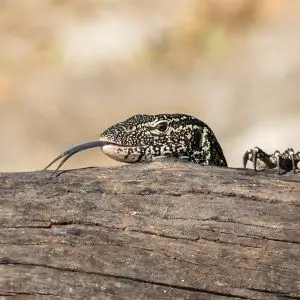 Nile Monitor - Facts, Diet, Habitat & Pictures on Animalia.bio