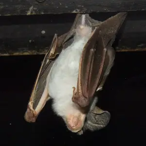 Ghost Bat - Facts, Diet, Habitat & Pictures on Animalia.bio
