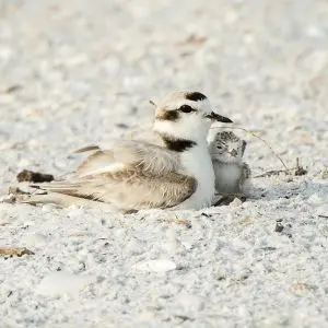 Snowy Plover - Facts, Diet, Habitat & Pictures on Animalia.bio