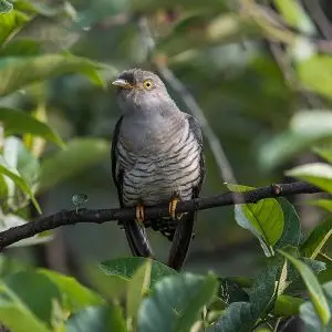 Common Cuckoo - Facts, Diet, Habitat & Pictures on Animalia.bio