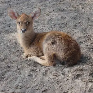 Eld's Deer - Facts, Diet, Habitat & Pictures on Animalia.bio