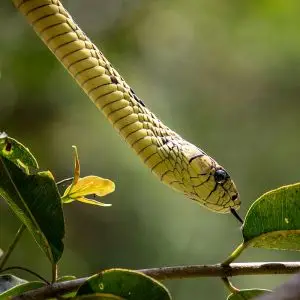 Chicken Snake - Facts, Diet, Habitat & Pictures on Animalia.bio