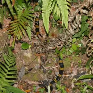 Banded Krait - Facts, Diet, Habitat & Pictures on Animalia.bio