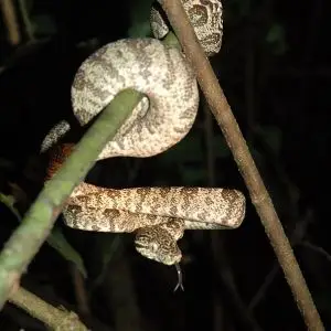 Amazon Tree Boa - Facts, Diet, Habitat & Pictures on Animalia.bio