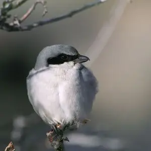 Loggerhead Shrike - Facts, Diet, Habitat & Pictures on Animalia.bio