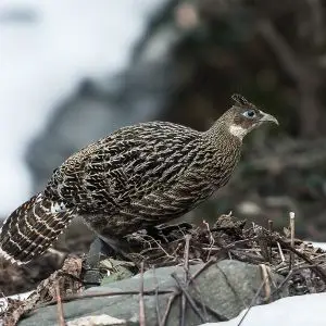 Himalayan Monal - Facts, Diet, Habitat & Pictures on Animalia.bio