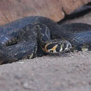 Palestine Viper - Facts, Diet, Habitat & Pictures on Animalia.bio