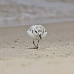Snowy Plover - Facts, Diet, Habitat & Pictures on Animalia.bio