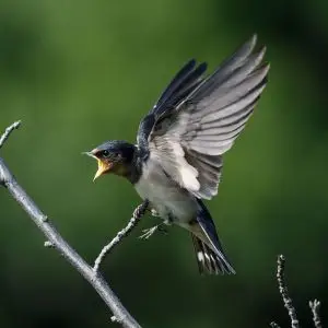 Barn Swallow - Facts, Diet, Habitat & Pictures on Animalia.bio