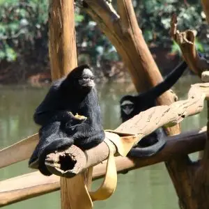 White-Cheeked Spider Monkey - Facts, Diet, Habitat & Pictures on ...