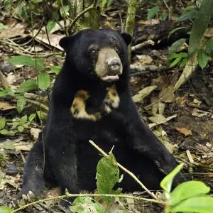 Sun Bear - Facts, Diet, Habitat & Pictures on Animalia.bio