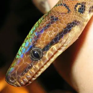Rainbow Boa - Facts, Diet, Habitat & Pictures on Animalia.bio
