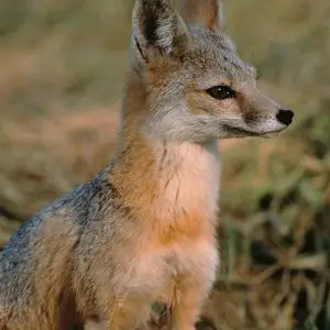 Kit Fox - Facts, Diet, Habitat & Pictures on Animalia.bio