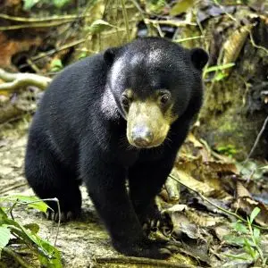 Sun Bear - Facts, Diet, Habitat & Pictures on Animalia.bio