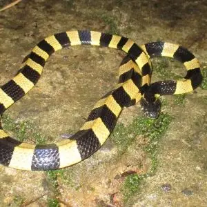 Banded Krait - Facts, Diet, Habitat & Pictures on Animalia.bio