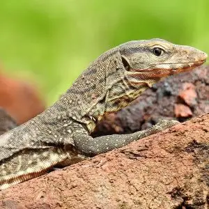 Bengal Monitor - Facts, Diet, Habitat & Pictures on Animalia.bio