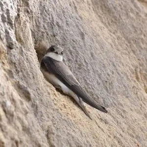 Sand Martin - Facts, Diet, Habitat & Pictures on Animalia.bio