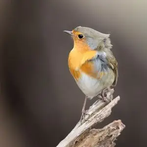 European Robin - Facts, Diet, Habitat & Pictures on Animalia.bio