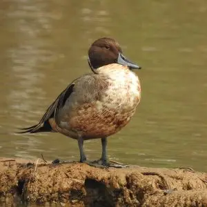 Northern Pintail - Facts, Diet, Habitat & Pictures on Animalia.bio