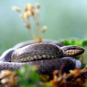 Smooth Snake - Facts, Diet, Habitat & Pictures on Animalia.bio