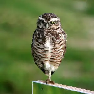Burrowing Owl - Facts, Diet, Habitat & Pictures on Animalia.bio