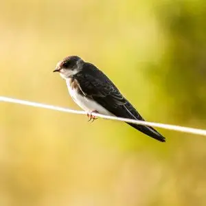 Sand Martin - Facts, Diet, Habitat & Pictures on Animalia.bio