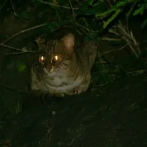 Rusty-Spotted Cat - Facts, Diet, Habitat & Pictures on Animalia.bio