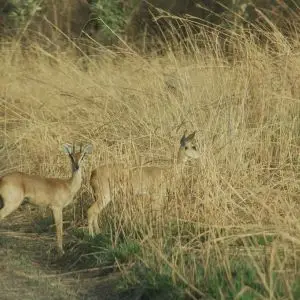 Oribi - Facts, Diet, Habitat & Pictures on Animalia.bio