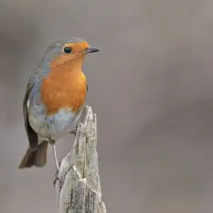 European Robin - Facts, Diet, Habitat & Pictures on Animalia.bio