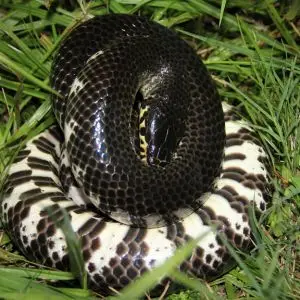 Mud Snake - Facts, Diet, Habitat & Pictures on Animalia.bio