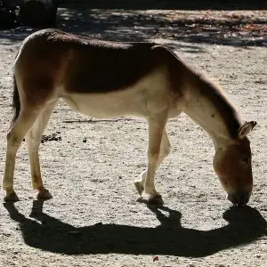 Kiang - Facts, Diet, Habitat & Pictures on Animalia.bio
