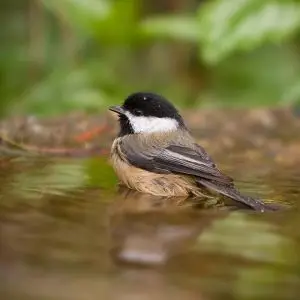Black-Capped Chickadee - Facts, Diet, Habitat & Pictures on Animalia.bio