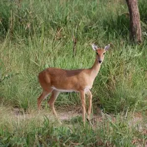Oribi - Facts, Diet, Habitat & Pictures on Animalia.bio