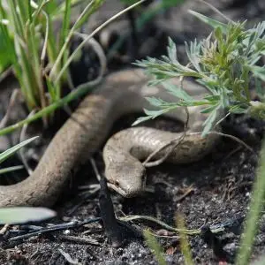 Smooth Snake - Facts, Diet, Habitat & Pictures on Animalia.bio