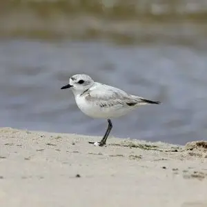 Snowy Plover - Facts, Diet, Habitat & Pictures on Animalia.bio