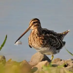 Common Snipe - Facts, Diet, Habitat & Pictures on Animalia.bio