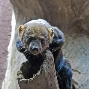 Tayra - Facts, Diet, Habitat & Pictures on Animalia.bio