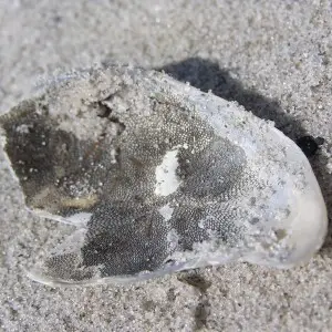 Soft-shell clam - Facts, Diet, Habitat & Pictures on Animalia.bio