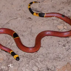 Texas Coral Snake - Facts, Diet, Habitat & Pictures on Animalia.bio