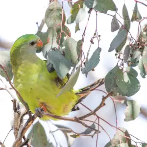 Superb parrot - Facts, Diet, Habitat & Pictures on Animalia.bio