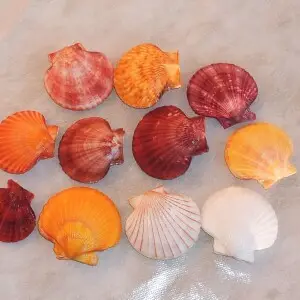 Aequipecten opercularis - факти, дієта, ареал і фотографії на Animalia.bio