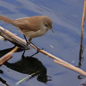 African reed warbler - Facts, Diet, Habitat & Pictures on Animalia.bio