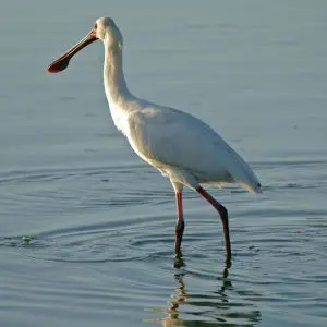 African Spoonbill - Facts, Diet, Habitat & Pictures on Animalia.bio