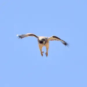 Booted eagle - Facts, Diet, Habitat & Pictures on Animalia.bio