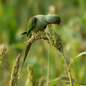Alexandrine Parakeet - Facts, Diet, Habitat & Pictures on Animalia.bio