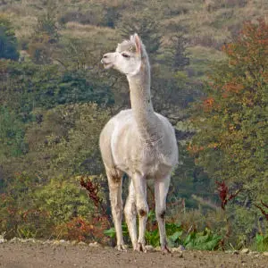 Alpaca - Facts, Diet, Habitat & Pictures on Animalia.bio